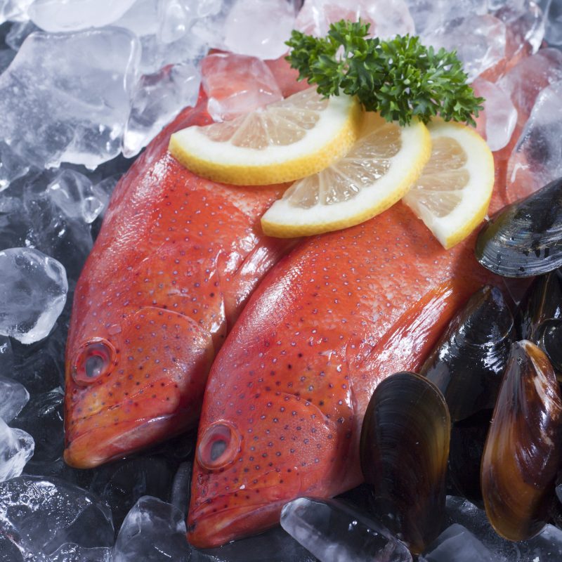 Fresh Red Grouper Fillet / Steak - One Ocean Food Pte Ltd